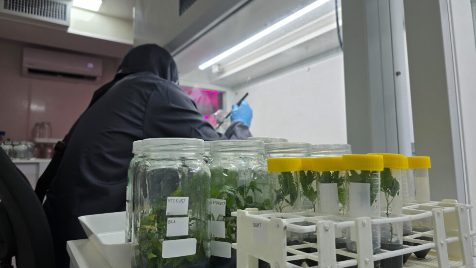 In vitro seeds of Colombian cannabis for medical and scientific use are ...